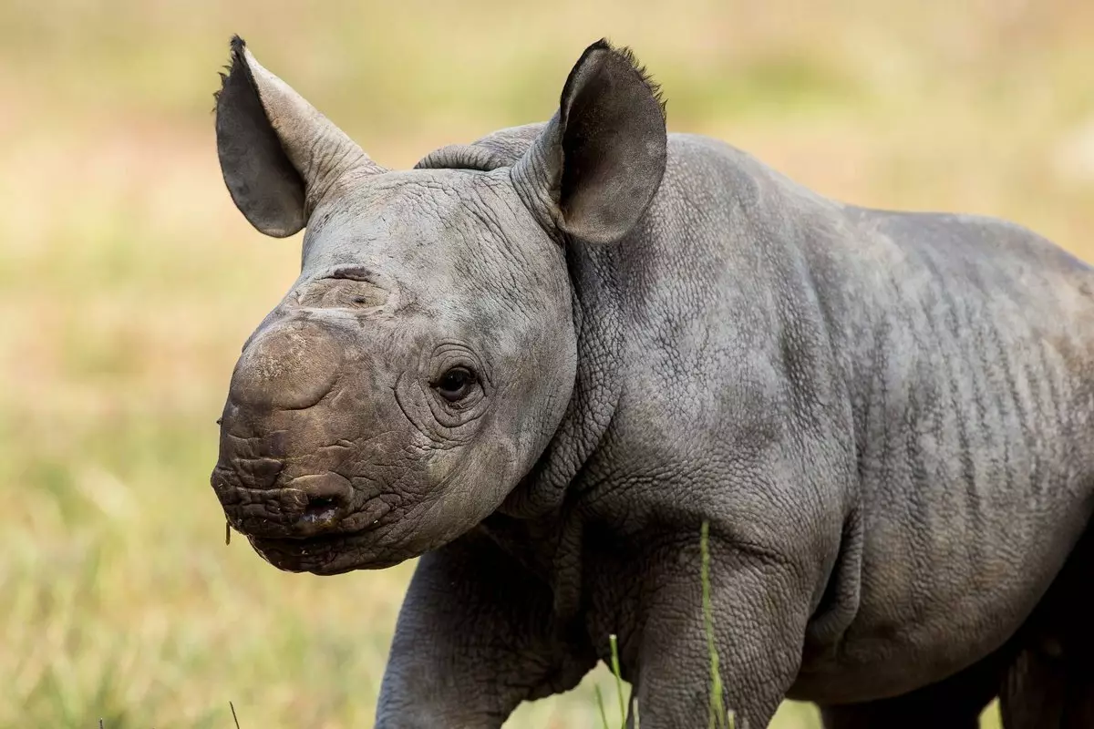 Som en australiensisk zoo sparar svarta noshörningar: video
