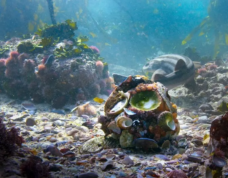 Диңгез кабыклары кораллары: акула белән ничек октоп