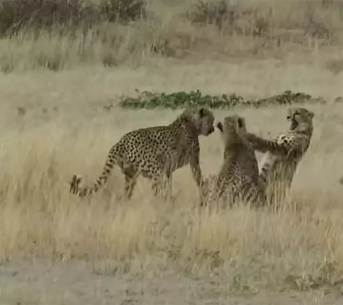 CRUEL ρομαντισμό: Κολλητικό στον κόσμο των Cheetahs