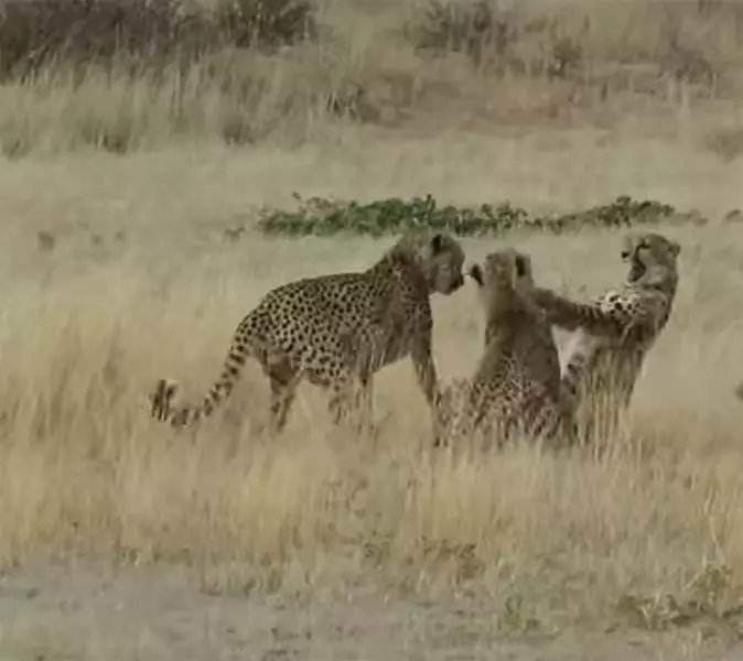 Lim hiam kev sib hlub: courting nyob hauv lub ntiaj teb ntawm cheetahs