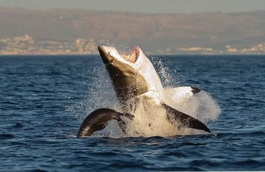 Beyaz köpekbalığı zar zor bir Aqualant'a saldırdı: video