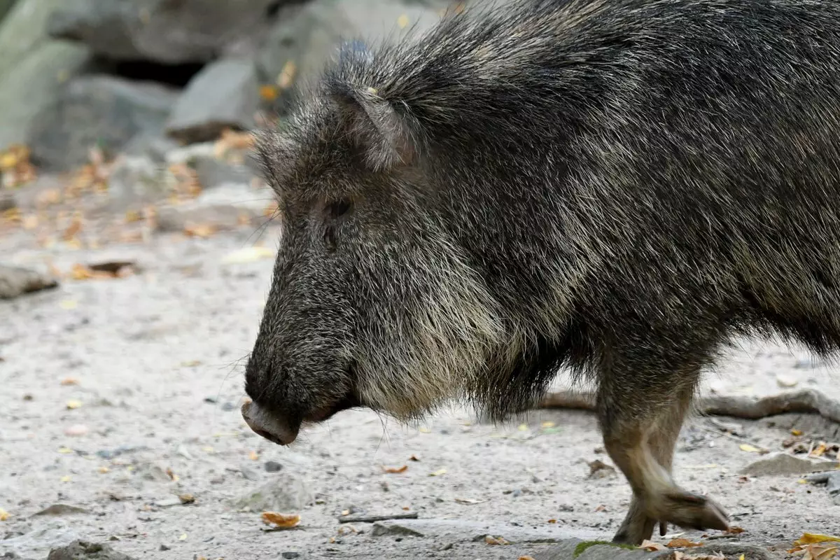 Parquenz trauert die Toten: Video