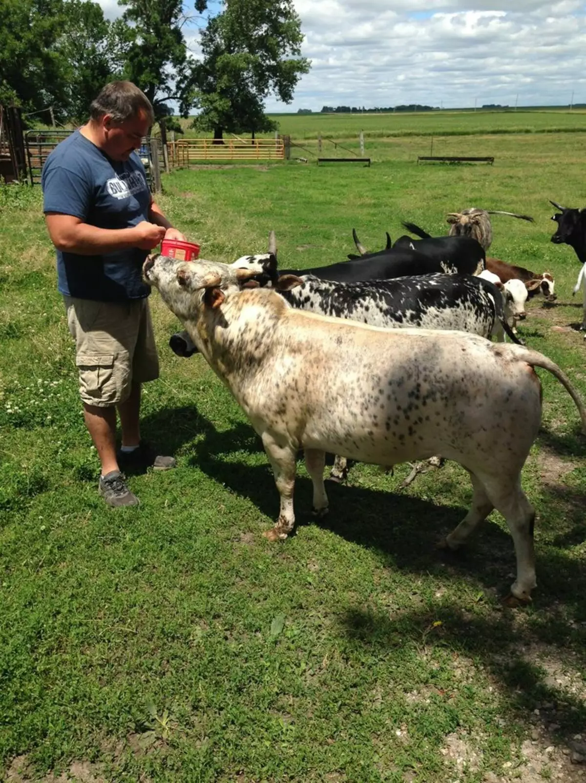 Wo live Cows lebt: Video