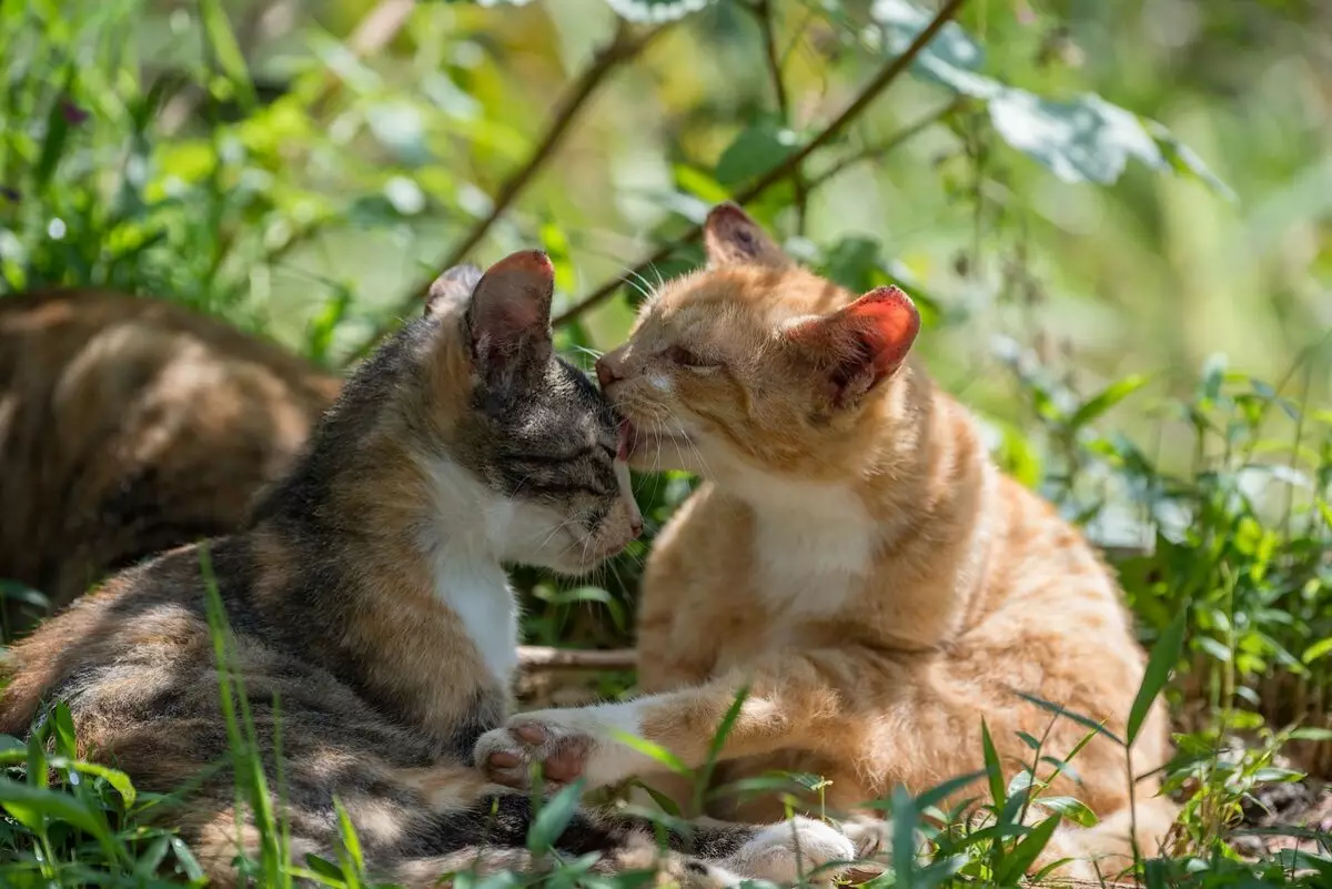 Di Turki, ngawangun kampung ucing