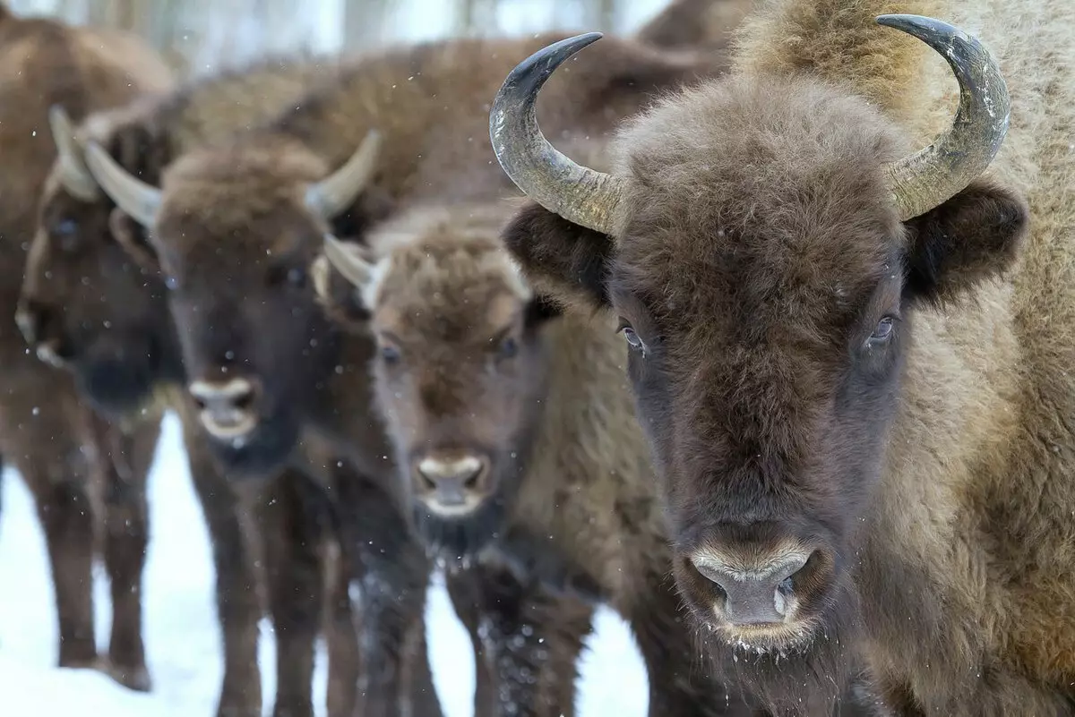 Tháinig 17 Bison ón tSualainn sa Rúis