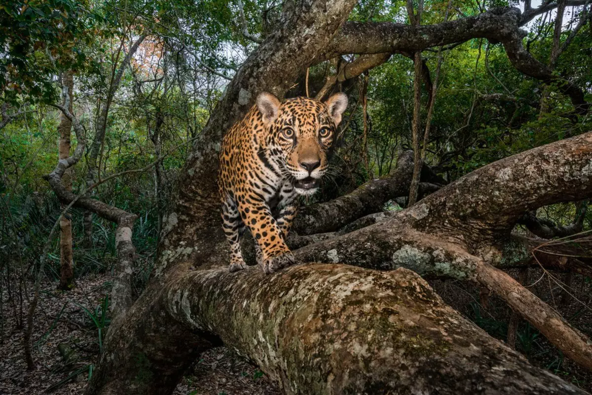 Jaguars：Ghosh Amazonia Visions.