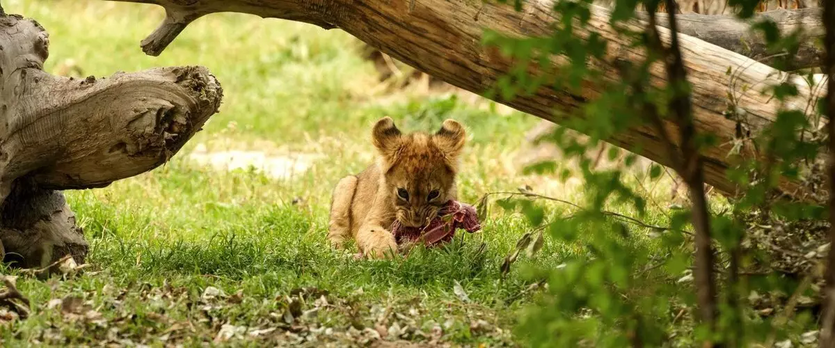 Danwa zoo pran bèt kay kòm manje