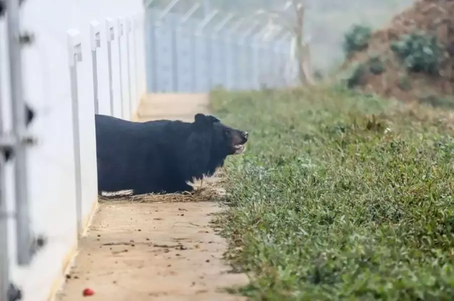 Ours avec des jambes amputées réapprentissant la marche: vidéo