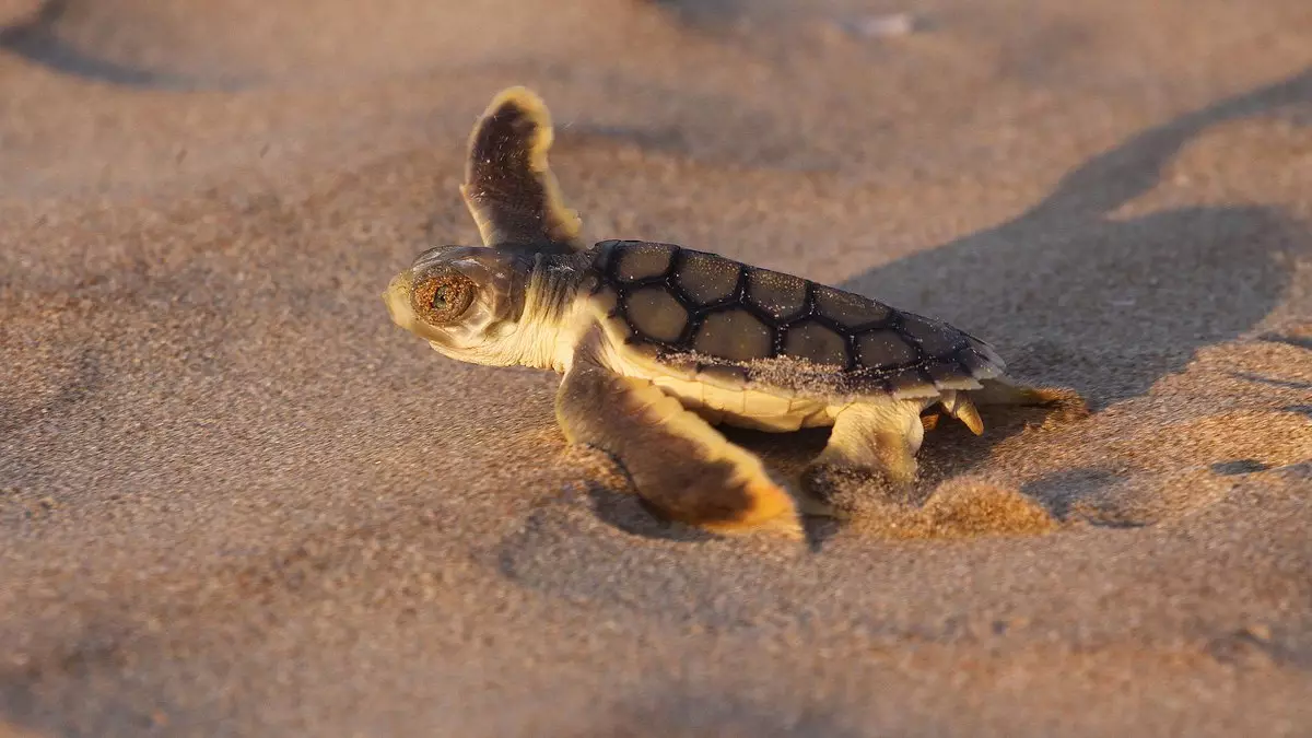 Les tortues vertes sont restées sans mâles