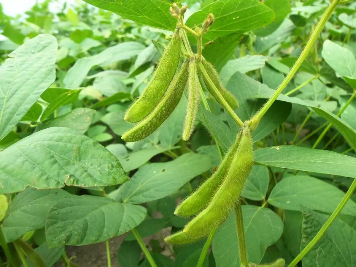 Me masana kimiyya kawo ganyen soya?