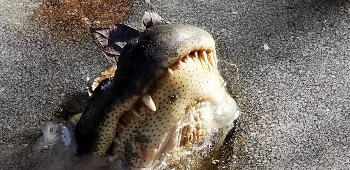 Yn yr Unol Daleithiau, Alligators Frozley yn Ice: Fideo