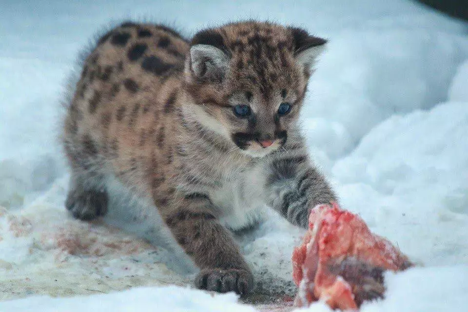 De bedste videoer fra Novosibirsk Zoo tager en pensionist af en pensionist