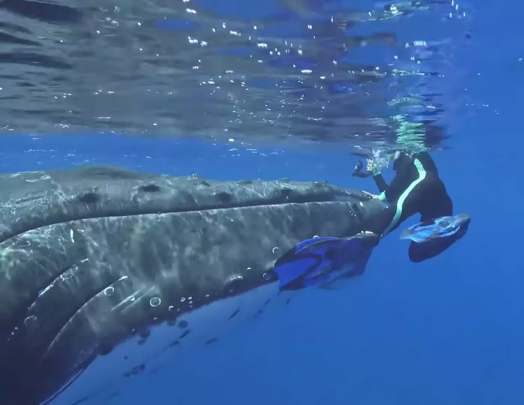 Biolog je bil shranjen iz morskega psa, zahvaljujoč: video