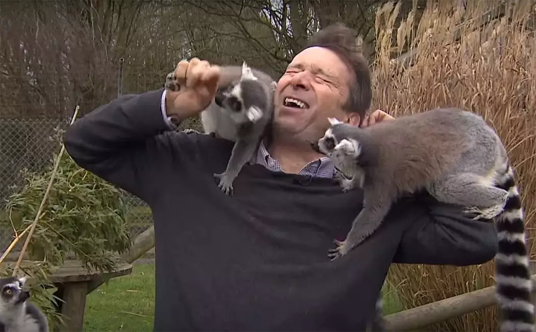 Lemurs yibasiye umunyamakuru muri Zoo: Video