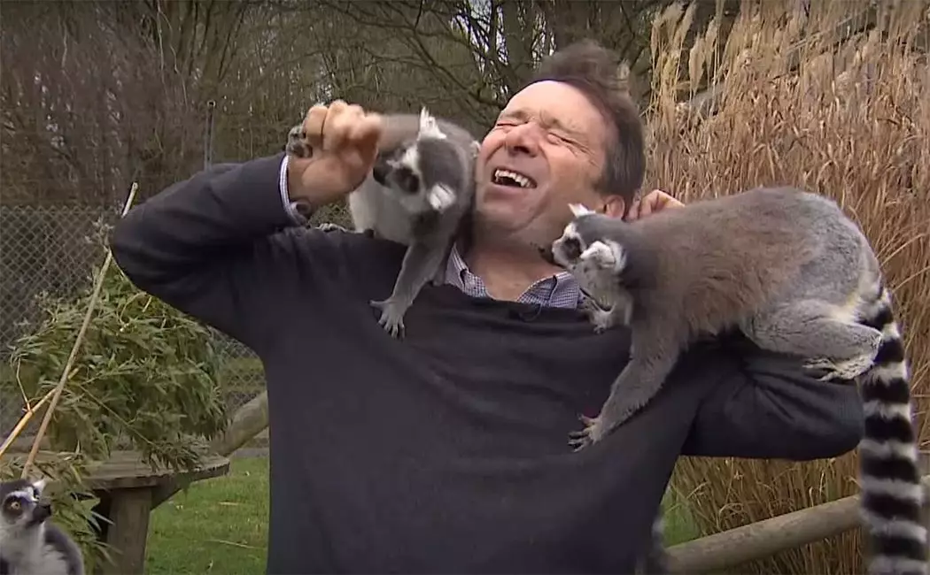 Lemurs sulmuan një gazetar në kopshtin zoologjik: video