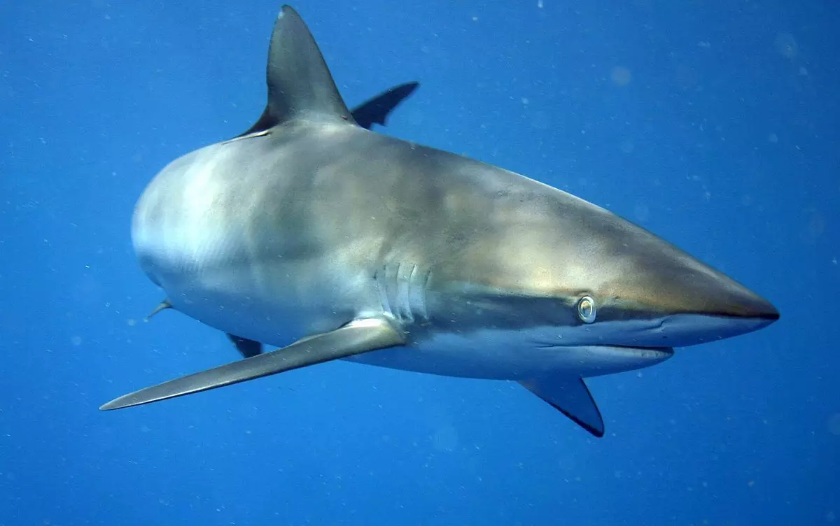 Extreme Hobbies: Australian Strokes Shark.