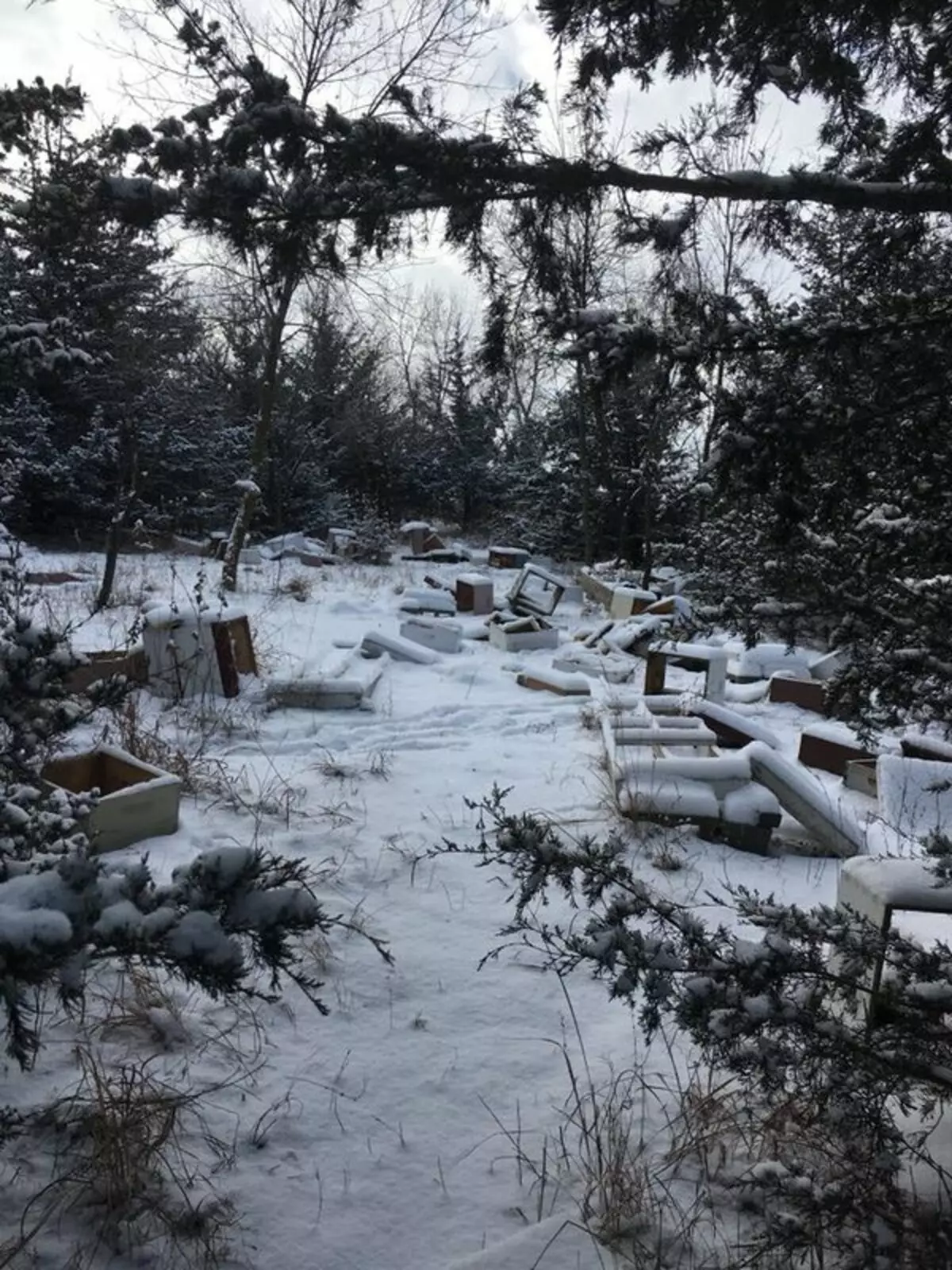 Двое падлеткаў забілі паўмільёна пчол у ЗША