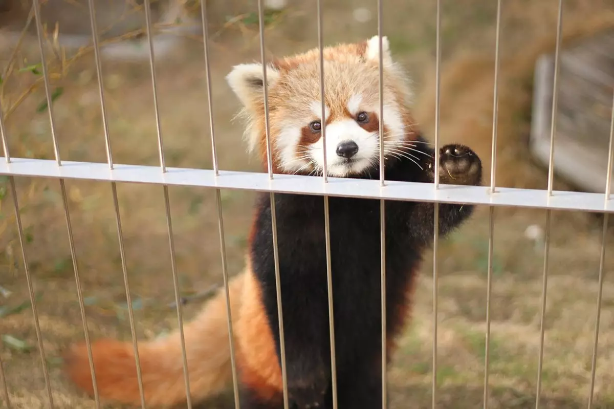 Altı küçük pandas ele geçirdi Boachers: Video