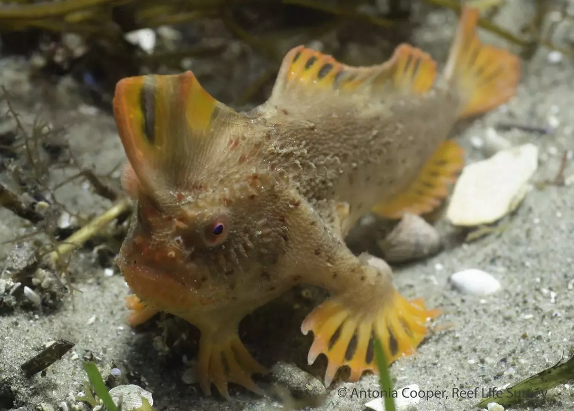 Neue Bevölkerung der seltensten Fische der Welt fand auf der Küste von Tasmanien