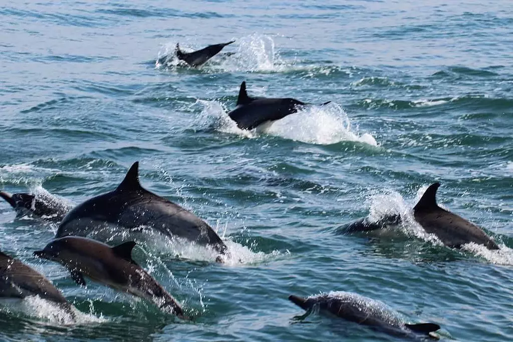600 delfinų surinkta vienoje vietoje: vaizdo įrašas