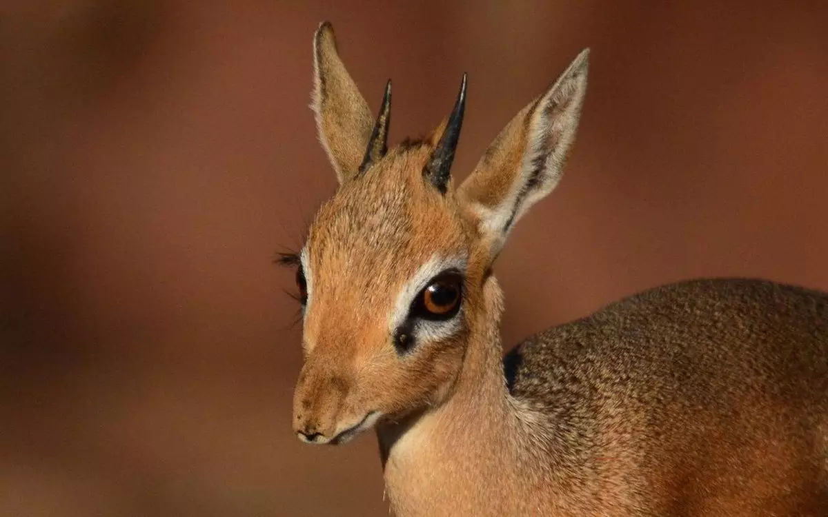 Baby Dicdik föddes i Moskva Zoo