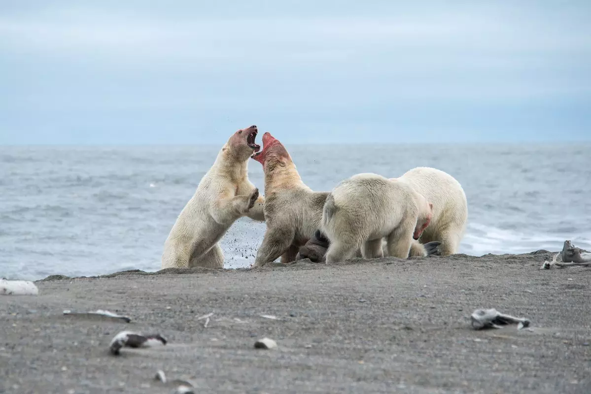 Battle for life in the Arctic: video from white beasts