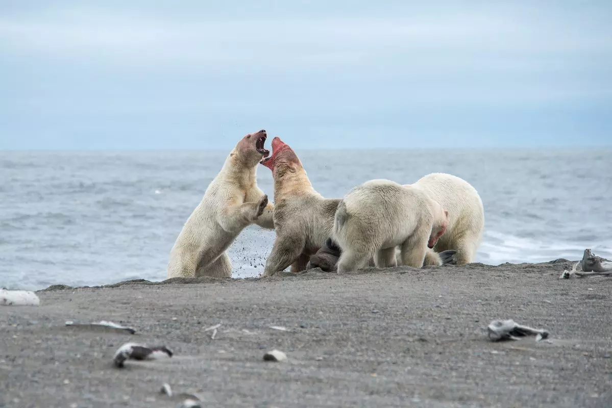 Battle bakeng sa bophelo ka Arctic: video e ho tswa ho libata tse tšoeu