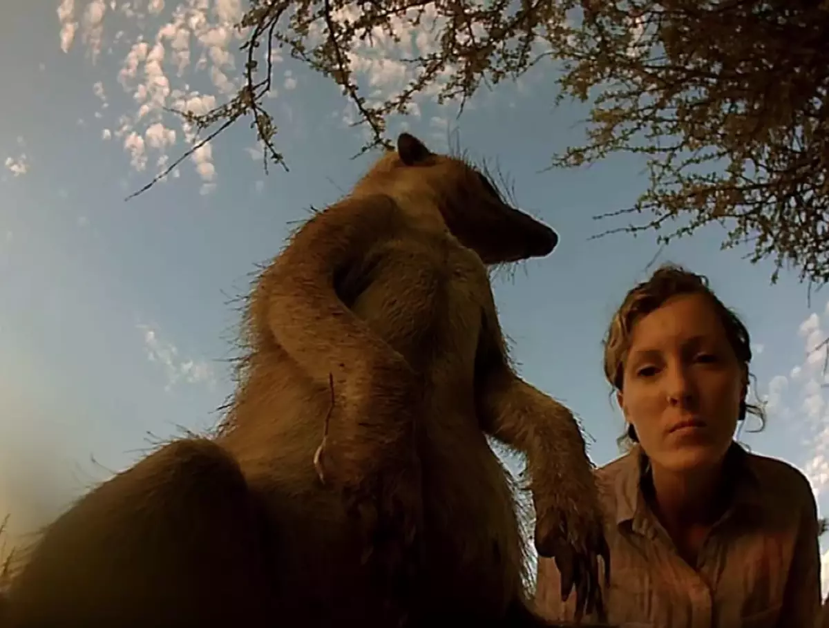 کیمروں کے ساتھ جانور: بی بی سی سے ایک منفرد ویڈیو پروجیکٹ