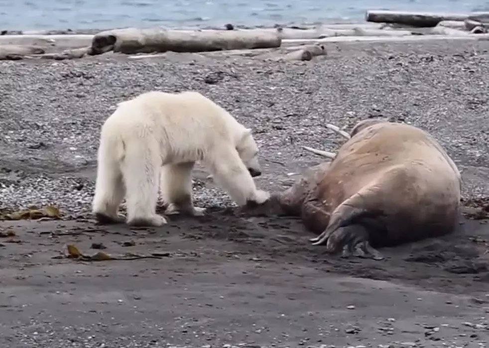 Белиот Помош се обидува да лови за морж: видео