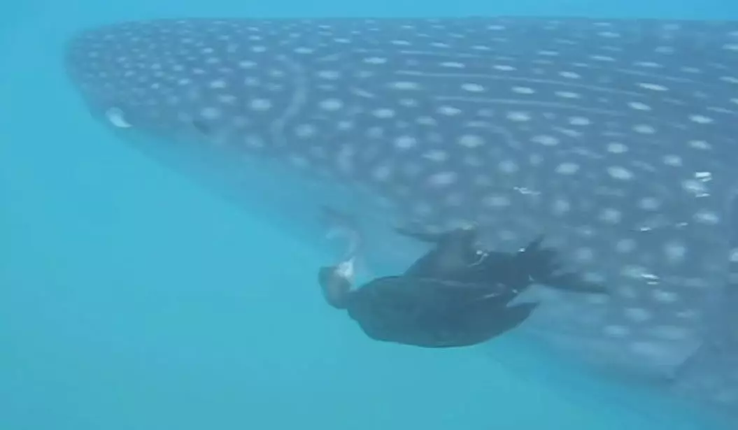 Bablan menangkap ikan di tubuh hiu: video