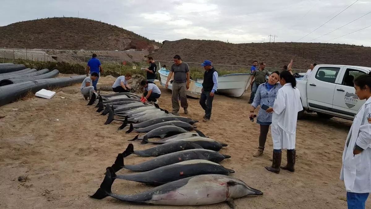 Dolphins ka dhanka ah hoonbarrooyinka: musiibo at xeebaha dalka Mexico