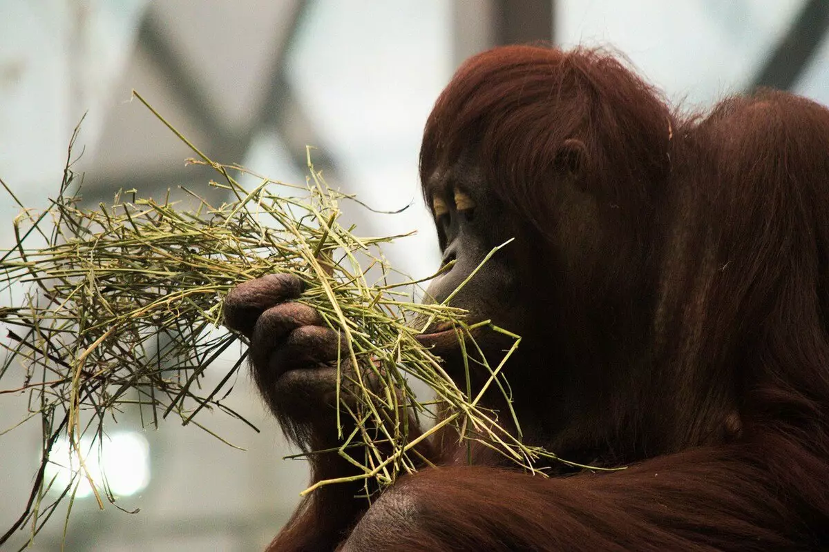 Island Borneo tabte halvdelen af ​​orangutan