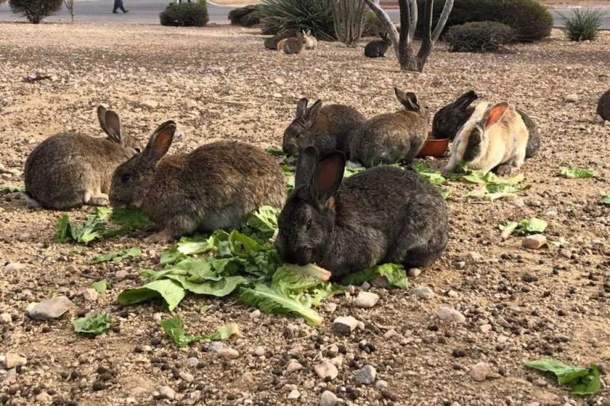 Pourquoi à Las Vegas a empoisonné des dizaines de lapins?