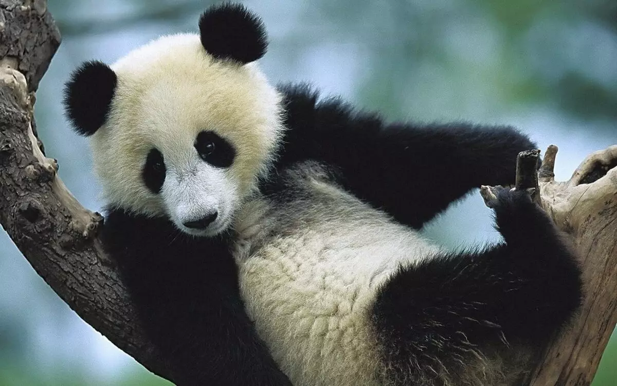 Dream Voyage: Voyage en Chine pour des câlins avec des pandas