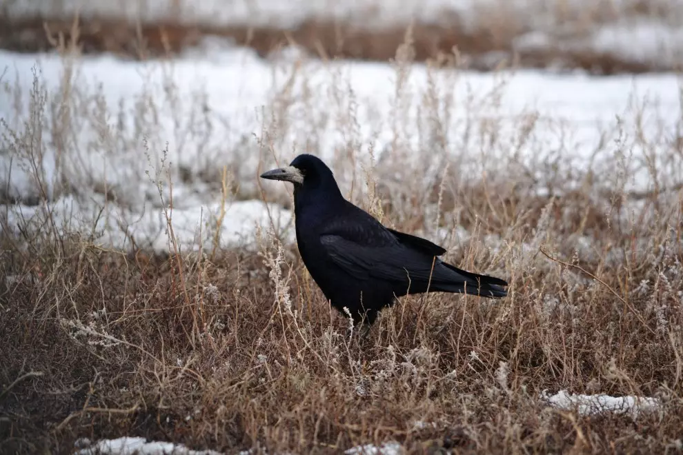 I Rusia, faalauiloa o le "iʻo o Spring"