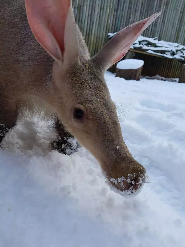 Even African pipes love snow: video