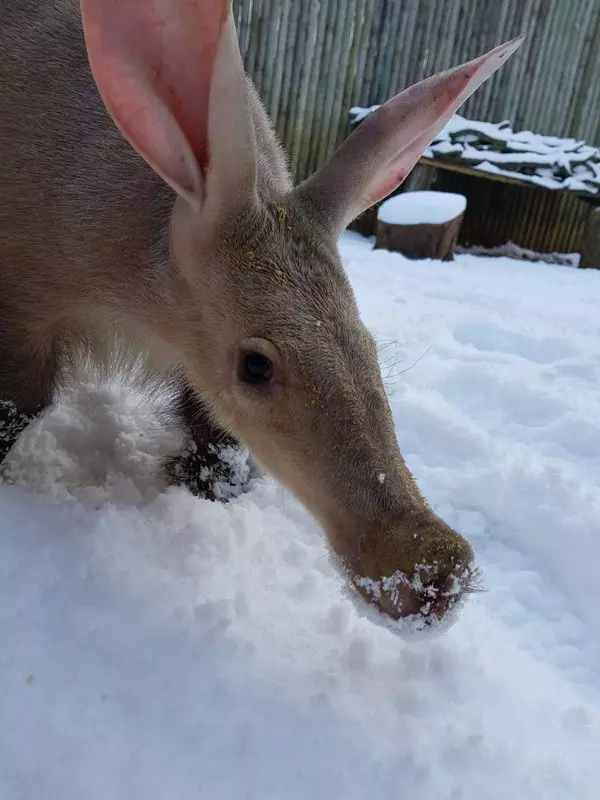 Anche tubi africani amano la neve: video