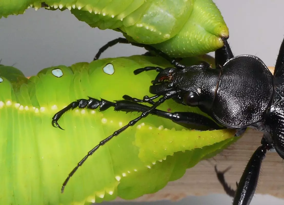 Caterpillar liichtfäerteg ofgeschloss ugefaangen der Attack vum Beetle: Video