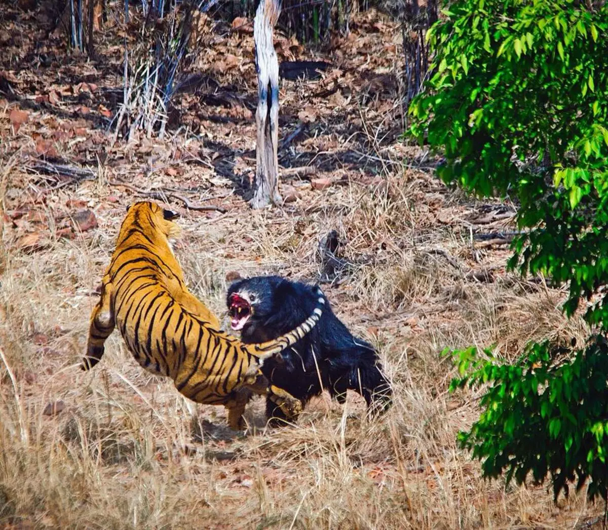 আলস্য ভালুক উদ্ধার টাইগার থেকে বাচ্চা: ভিডিও