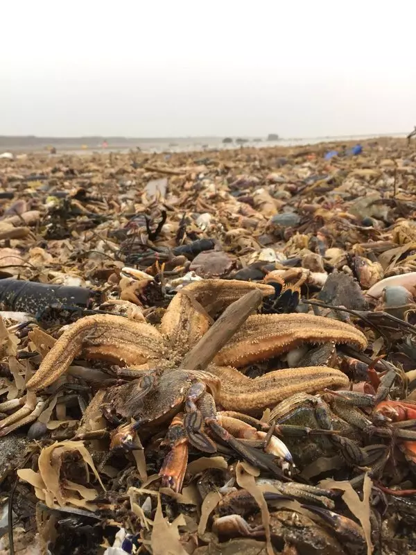 Cyclone di Britain melemparkan ke pantai beribu-ribu bintang marin