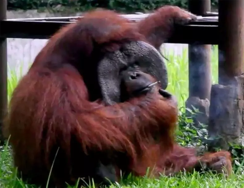Mae orangutan yn ysmygu yn sigarét wolter: fideo