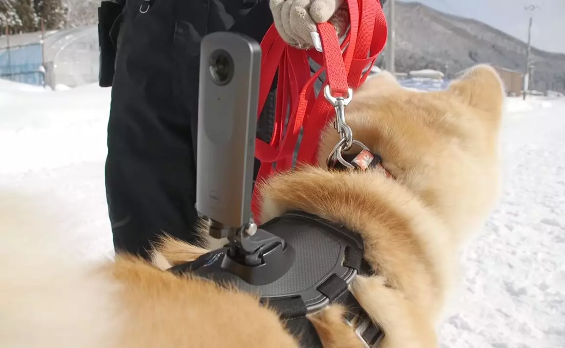 Japan's eyes of dogs: New Google Panorama