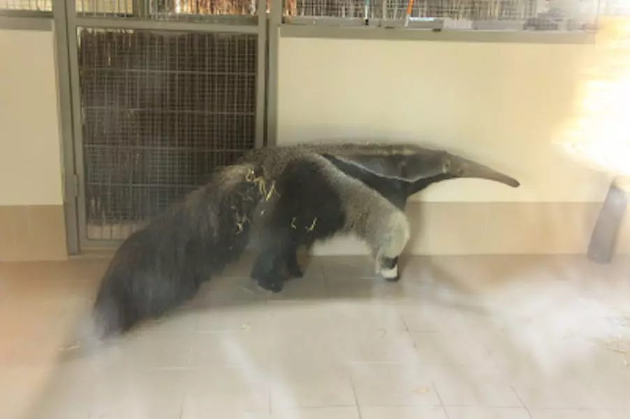 A intombi wabonakala Muravy umhlohli kwi Kaliningrad Zoo