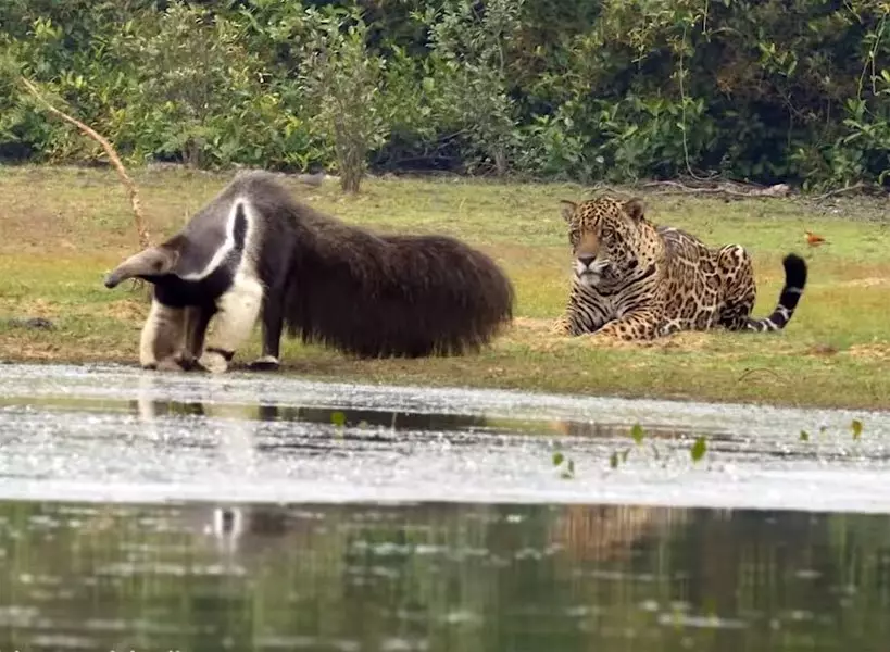 Muraner hræddur Jaguar: Video