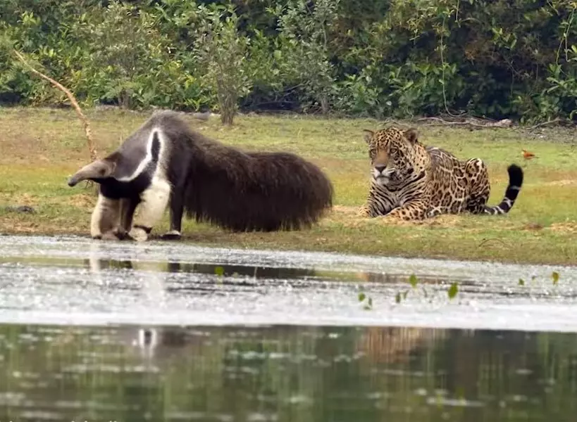 Chuir an Muraner scanrúil ar Jaguar: Físeán