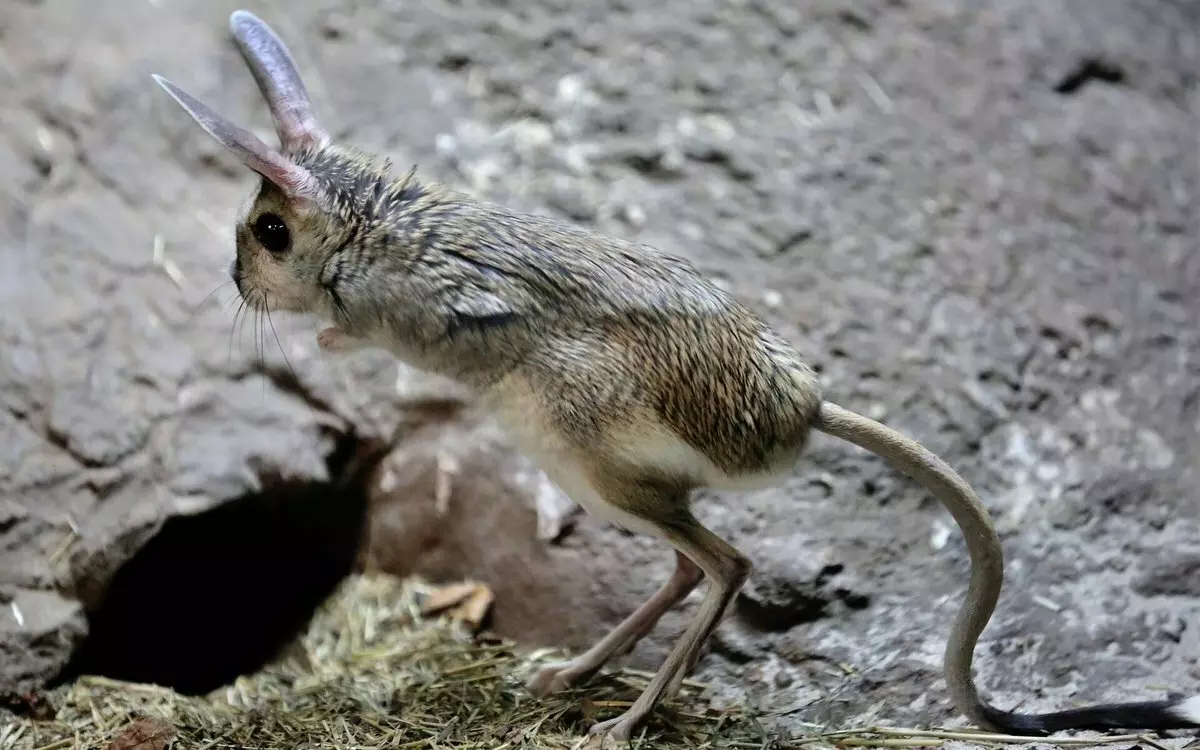 Fréijoer ass komm: Tushkanchikov erwächt an de Moskau Zoo