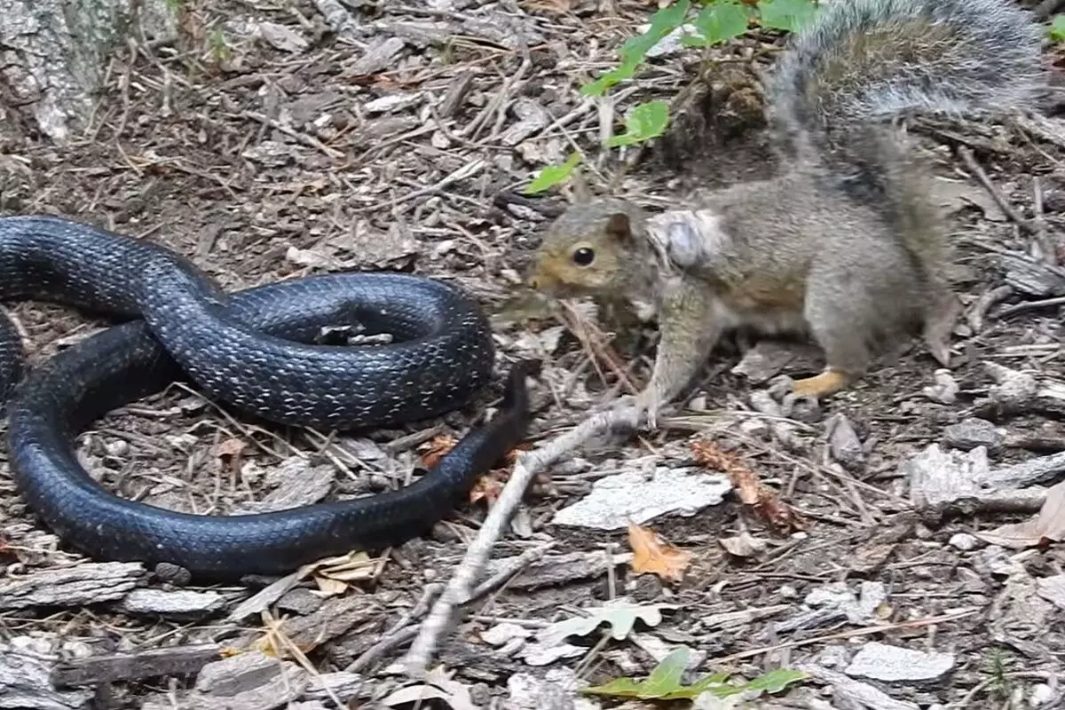 Le proteine ​​coraggiose combatte il serpente: video