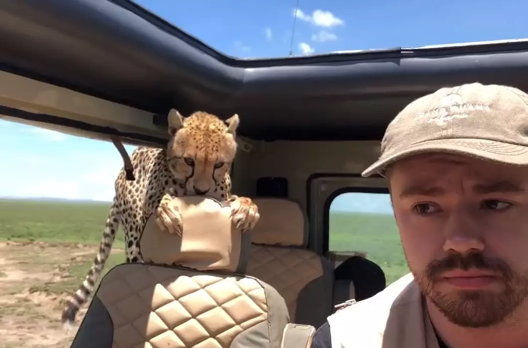 Hva å gjøre hvis en cheetah hoppet inn i bilen: Video