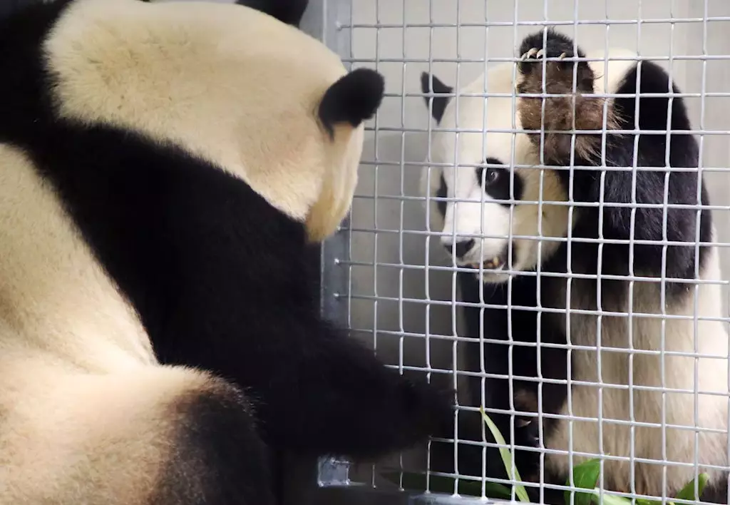 ဒတ်ခ်ျတိရစ္ဆာန်ရုံရှိ Panda ပထမ ဦး ဆုံးနေ့စွဲ - ဓာတ်ပုံ