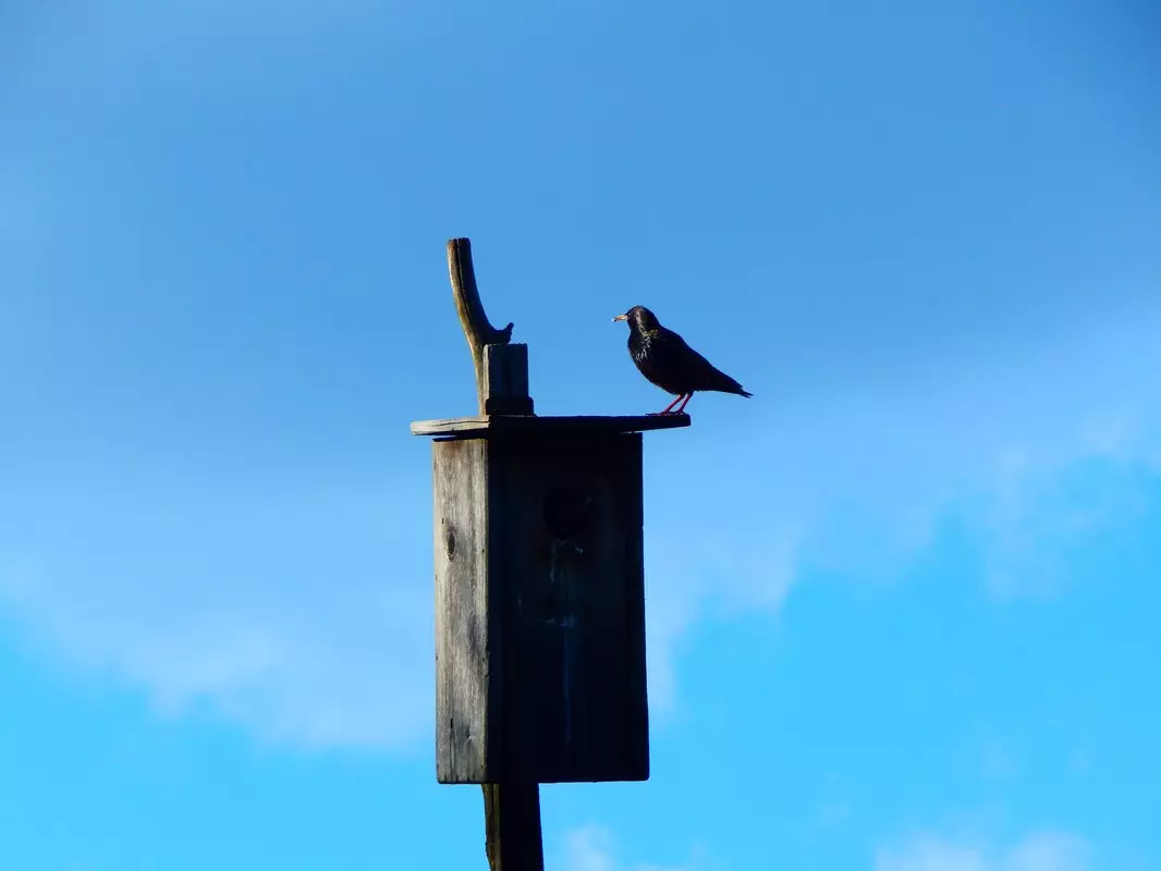 Harada birdhouse qoymaq üçün ən yaxşı?